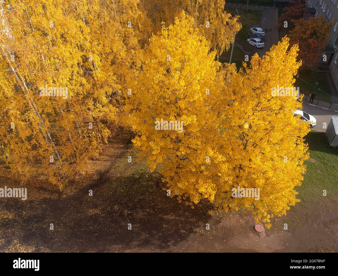 The view from above on golden trees. Autumn time Stock Photo - Alamy