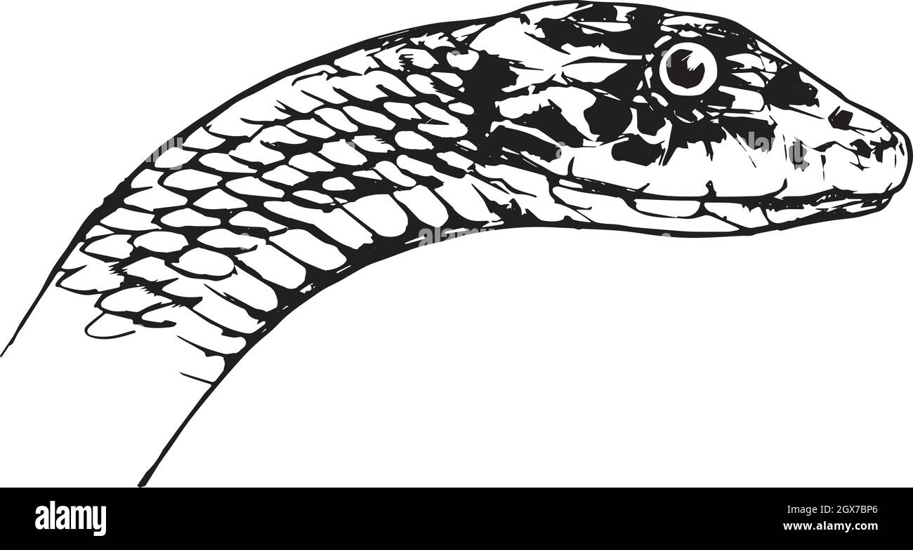 Angusticeps Stock Vector Images - Alamy