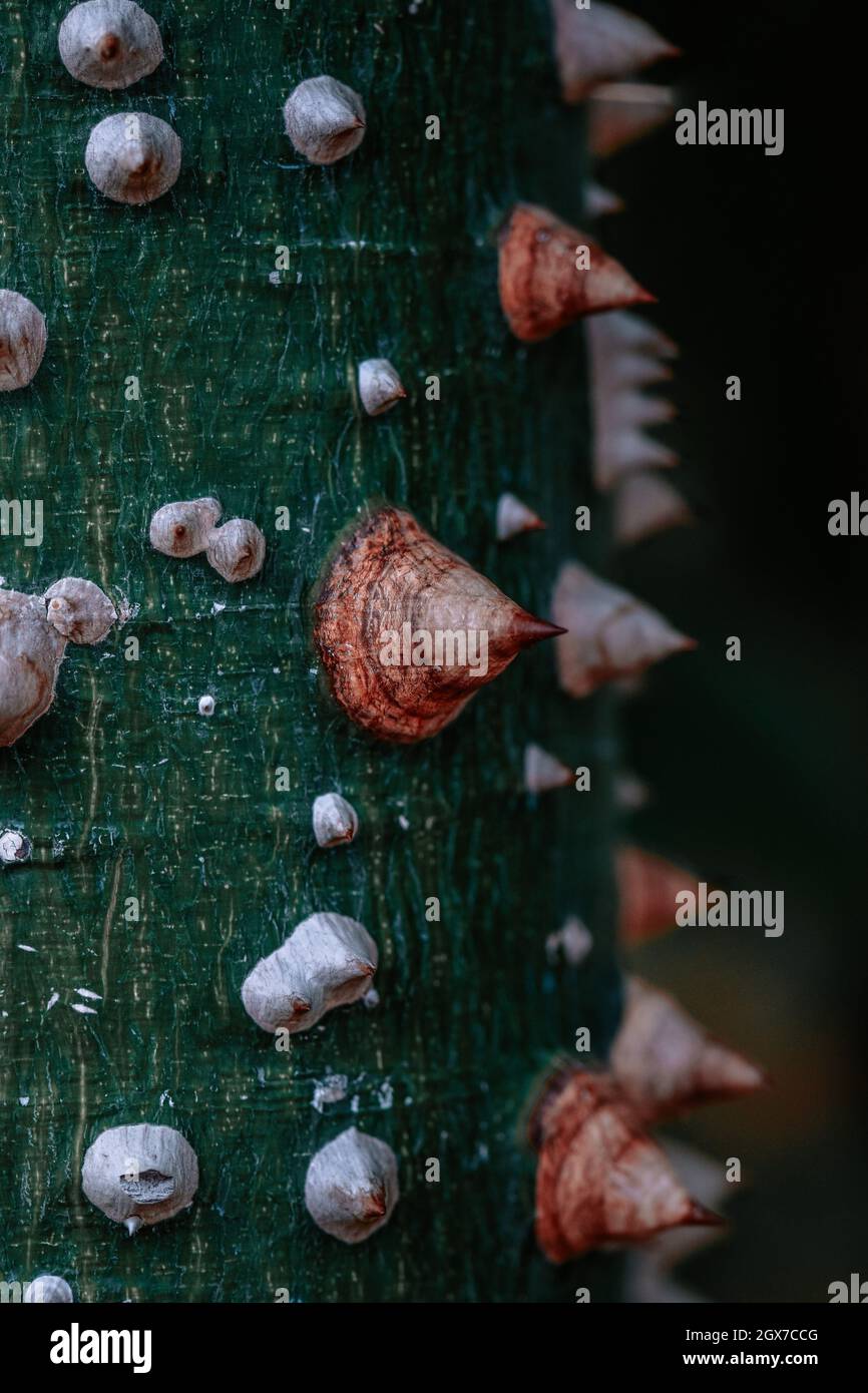 Thorns on trunk dry hi-res stock photography and images - Alamy