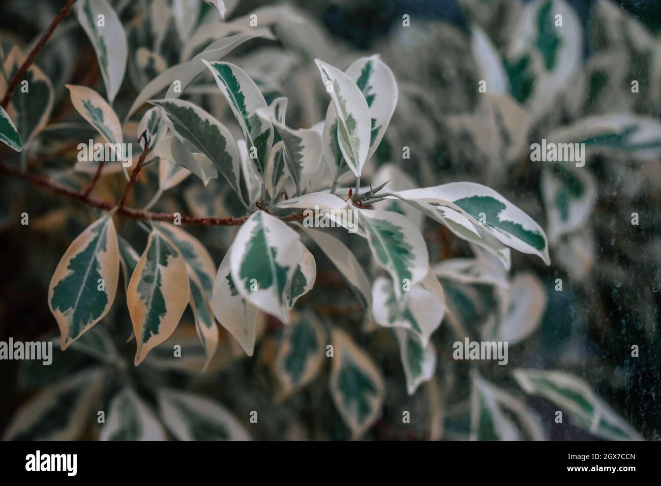 Benjamin tree hi-res stock photography and images - Alamy