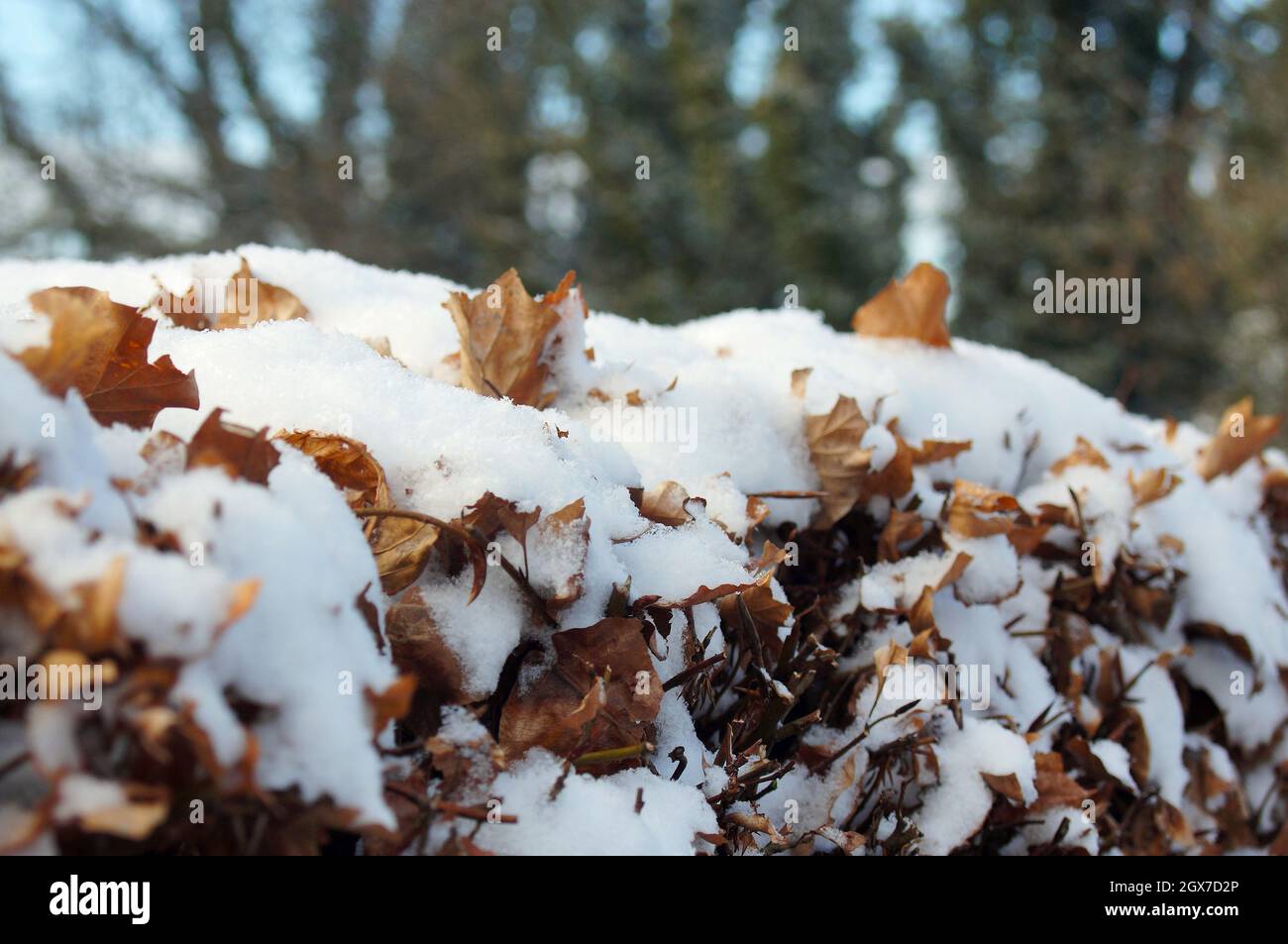 Snowy hedge hi-res stock photography and images - Alamy