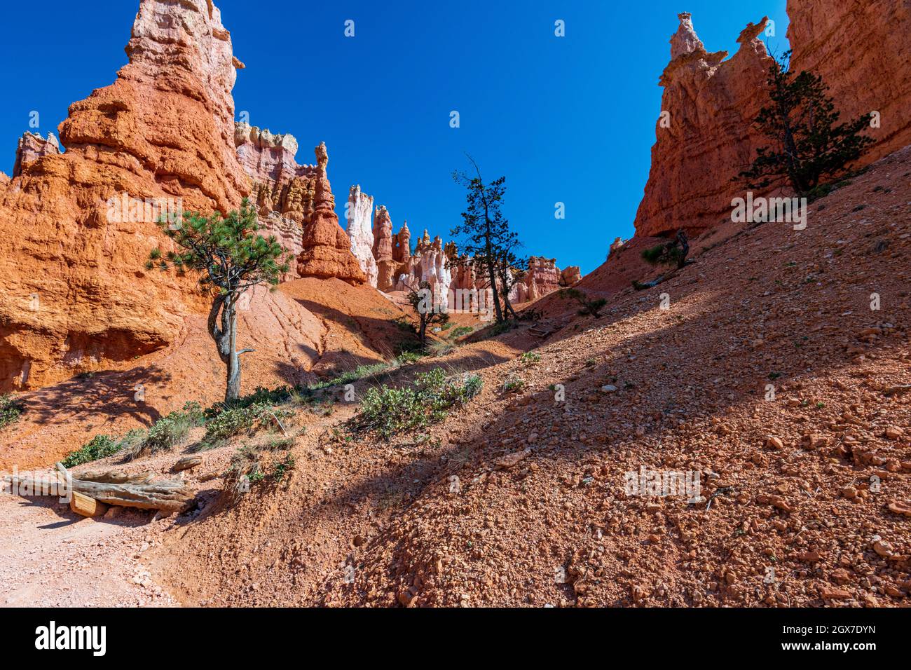 Hiking through the bryce Canyon Ampitheater reveals many HooDoo's and ...