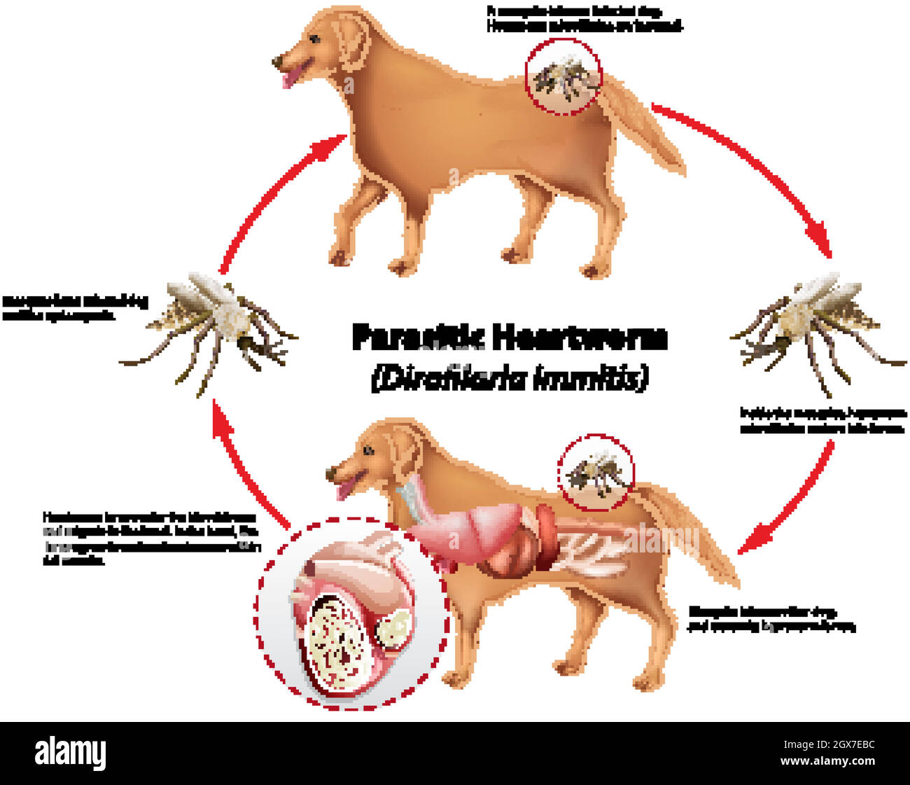 Dirofilaria Immitis Life Cycle