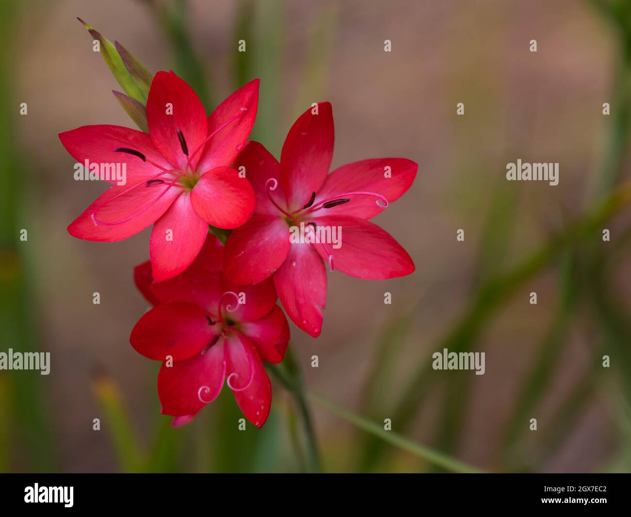 Hesperantha coccinea Oregon Sunset flowers in late summer Stock Photo ...