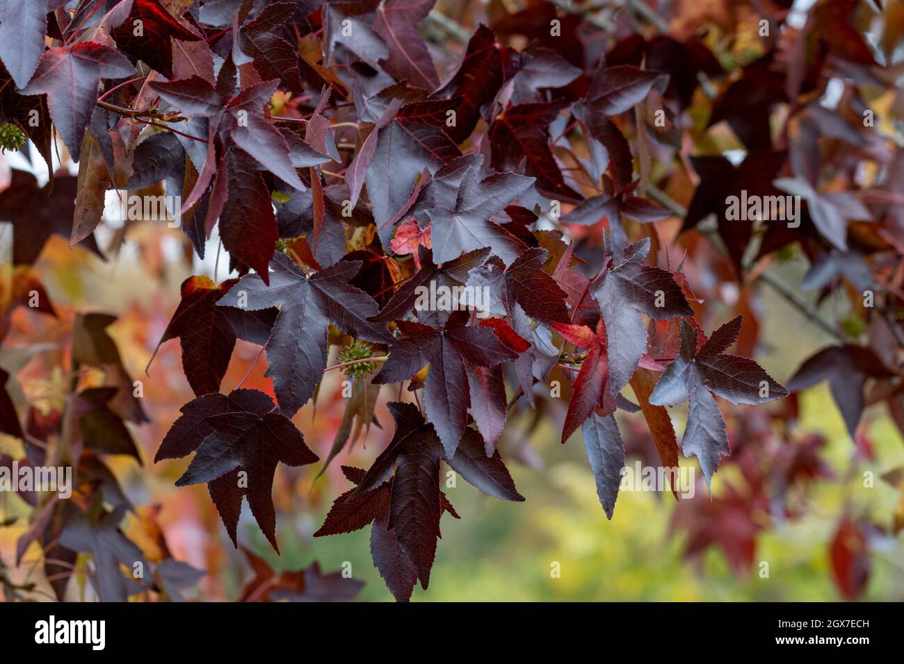 Liquidambar styraciflua worplesdon hi-res stock photography and images - Alamy