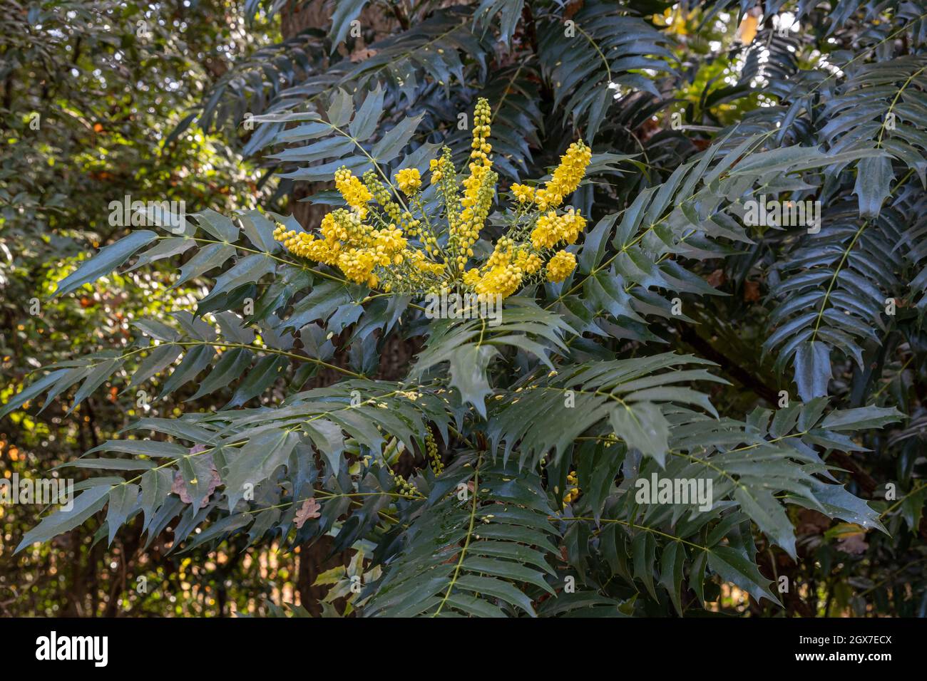 Mahonia x media lionel fortescue hi-res stock photography and images ...