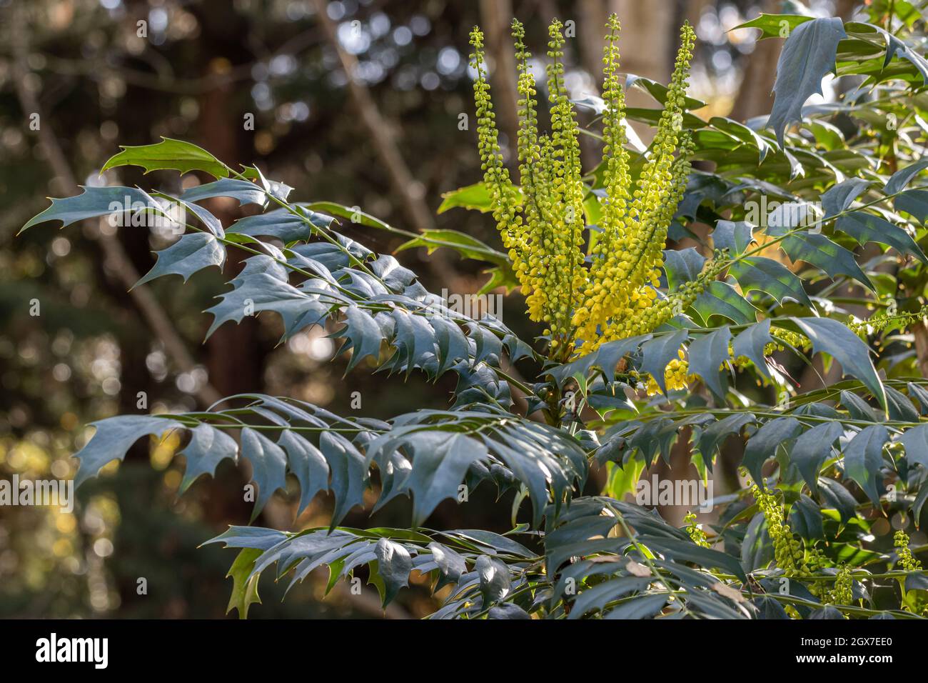 Mahonia species hi-res stock photography and images - Alamy