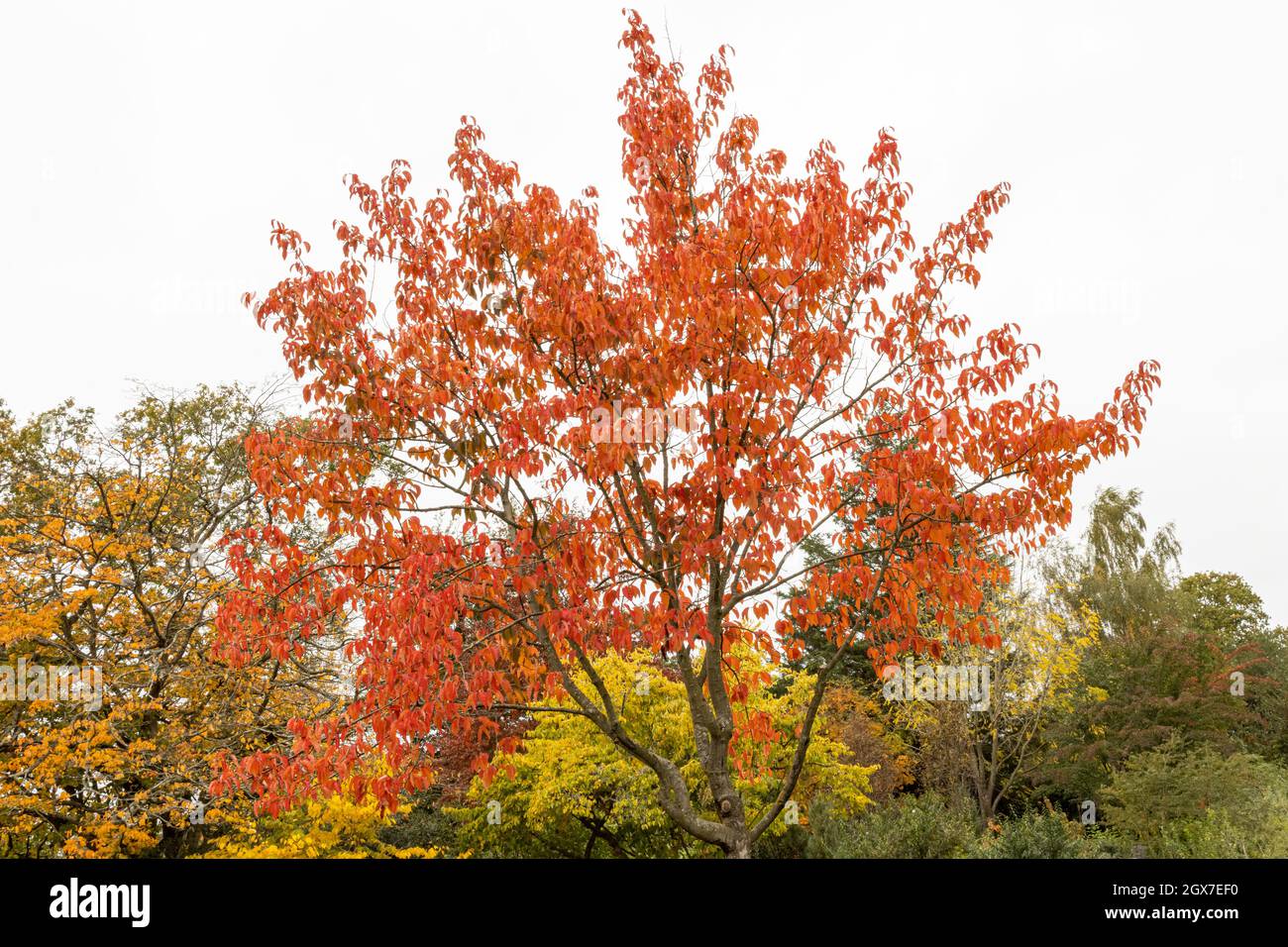 Large Nyssa sinensis Jim Russell tree showing its autumn colour Stock ...