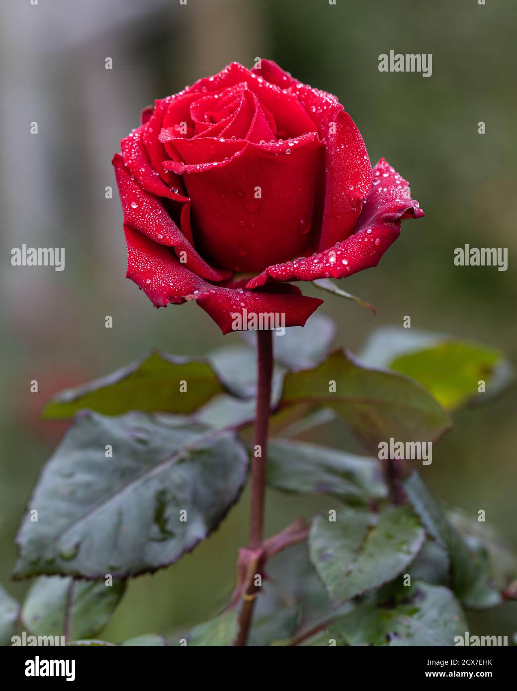 Valentine rose plant hi-res stock photography and images - Alamy