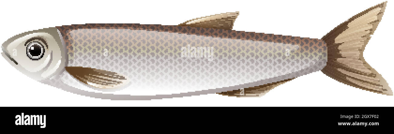 One gray fish on white background Stock Vector Image & Art - Alamy