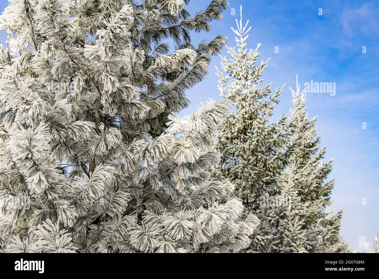 the cold wave covered the trees with hoarfrost. A lot of frost on trees ...