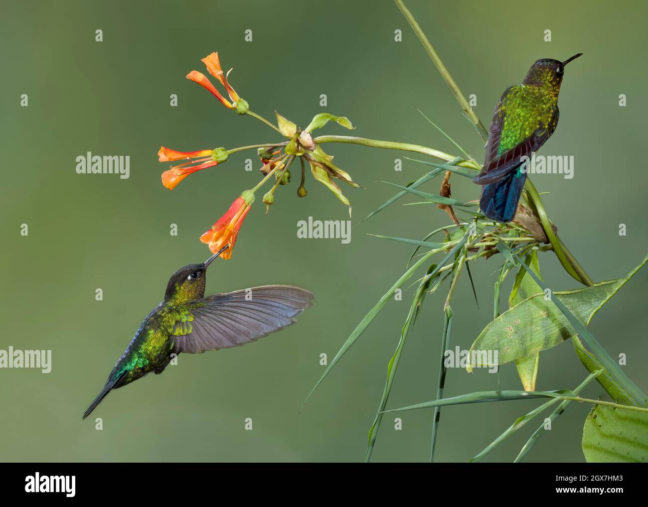Fiery-throated hummingbird (Panterpe insignis) nectaring, San José ...