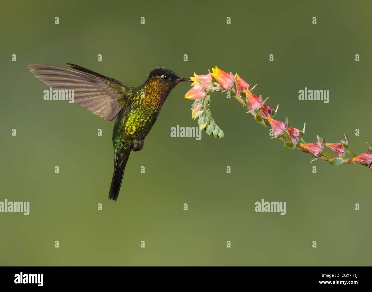 Fiery-throated hummingbird (Panterpe insignis) nectaring on a flower ...