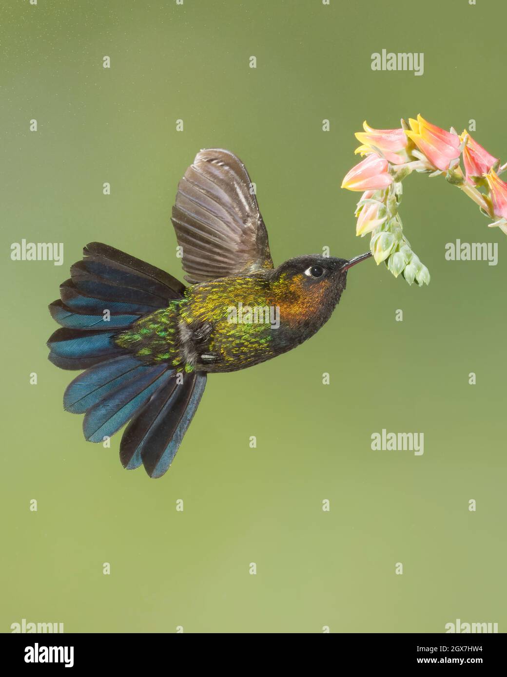 Panterpe flower hi-res stock photography and images - Alamy