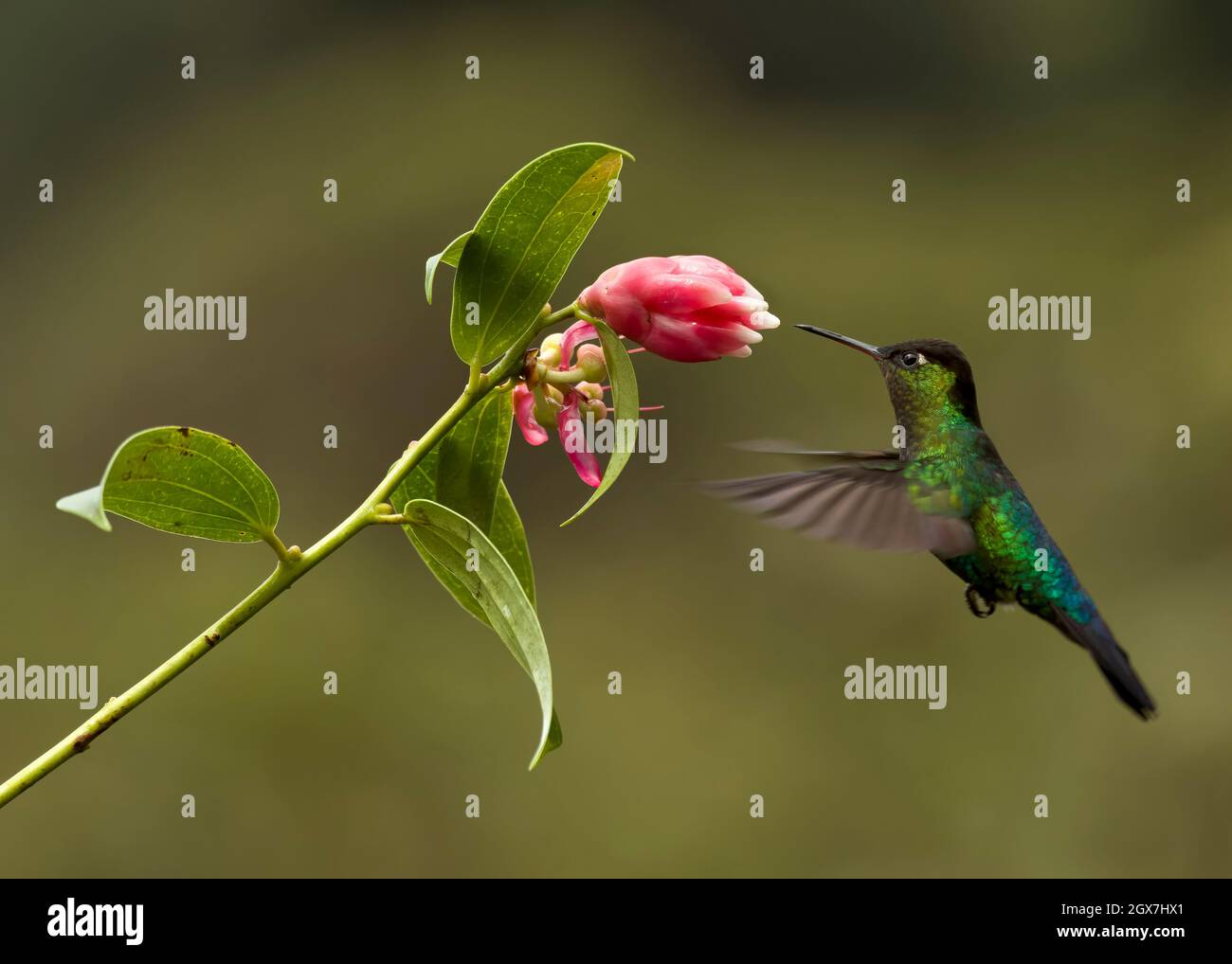 Fiery-throated hummingbird (Panterpe insignis) nectaring, San José ...