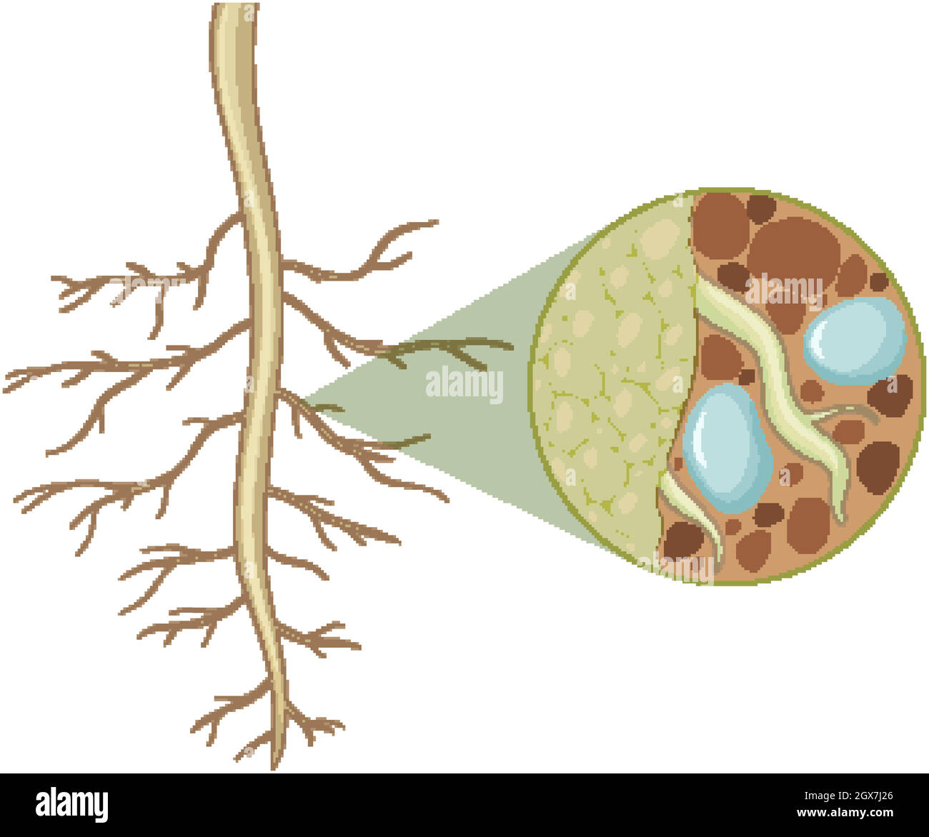 Close up of plant roots with the inside of roots structure isolated on ...
