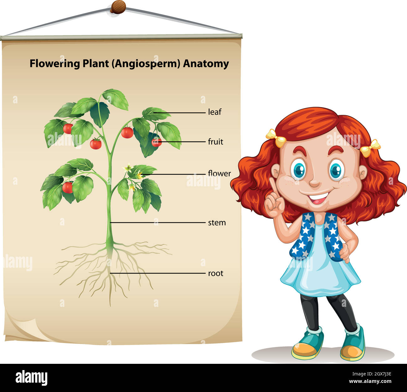 Angiosperm Structure