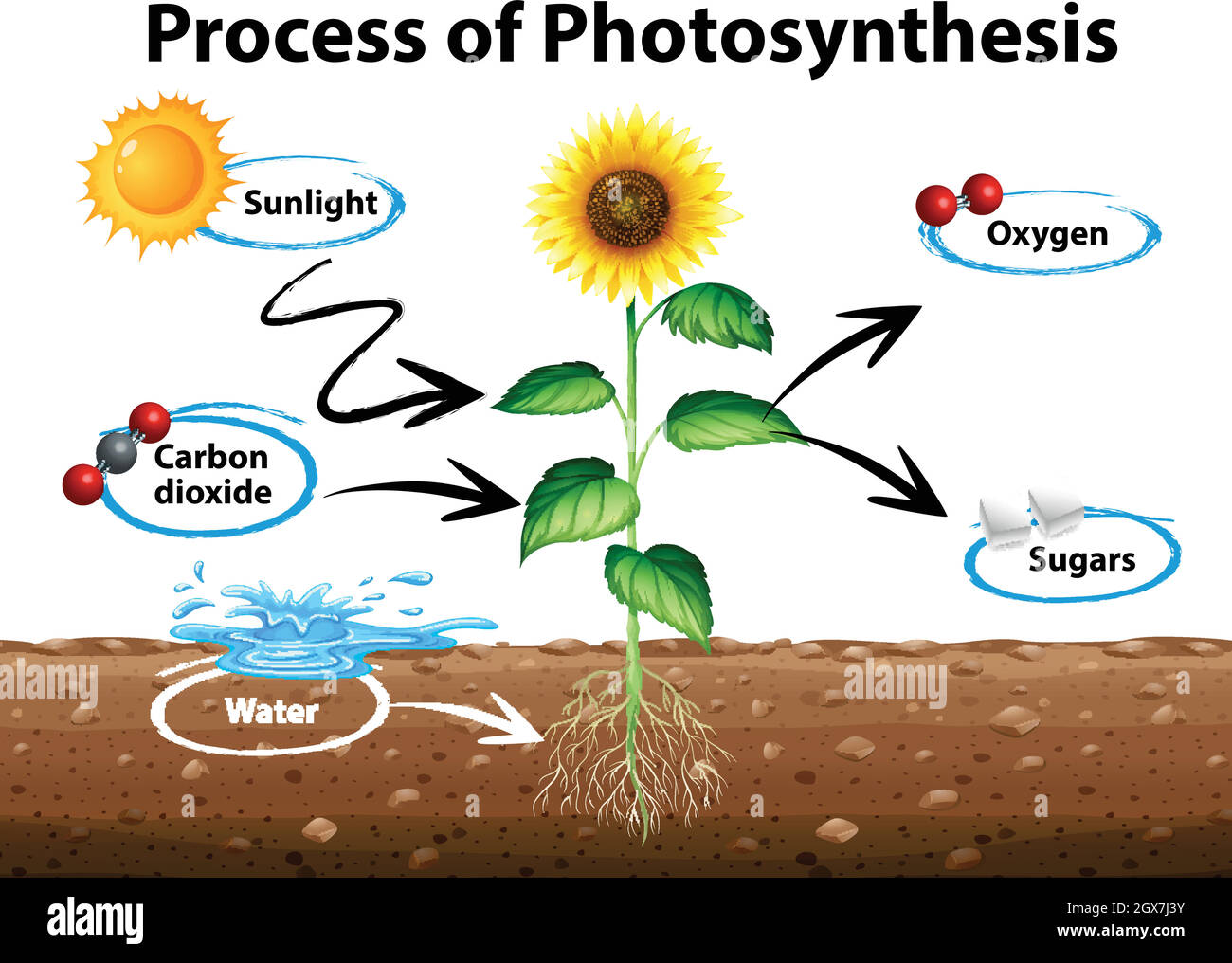 Photosynthesis Leaf Diagram