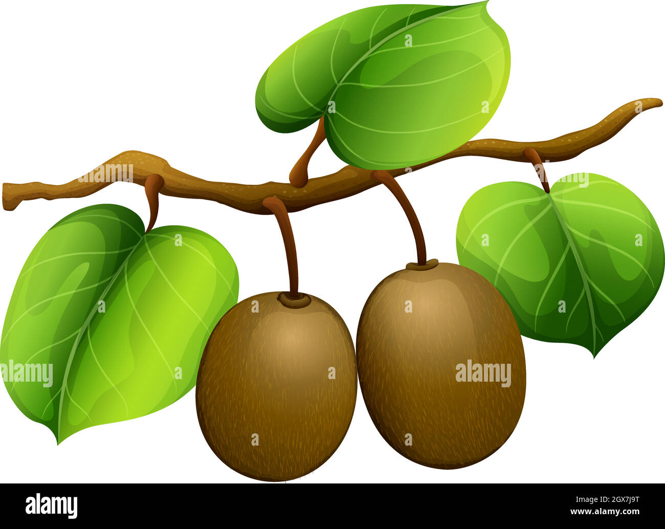 Kiwi leaves Stock Vector Images - Alamy