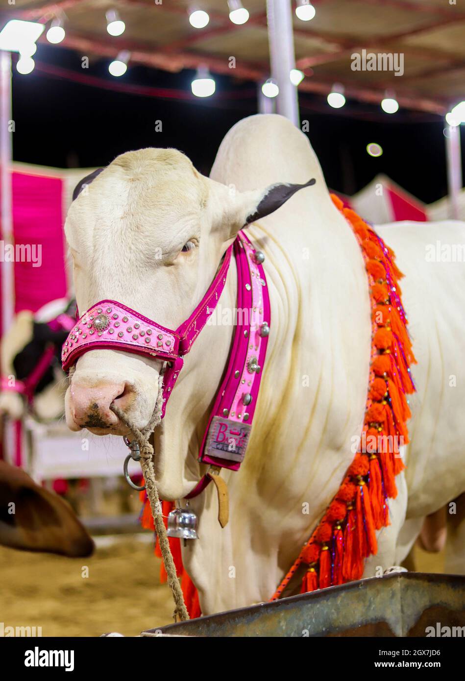Jul 08, 2021: A healthy white cow with decorations in a cow mandi fair ...