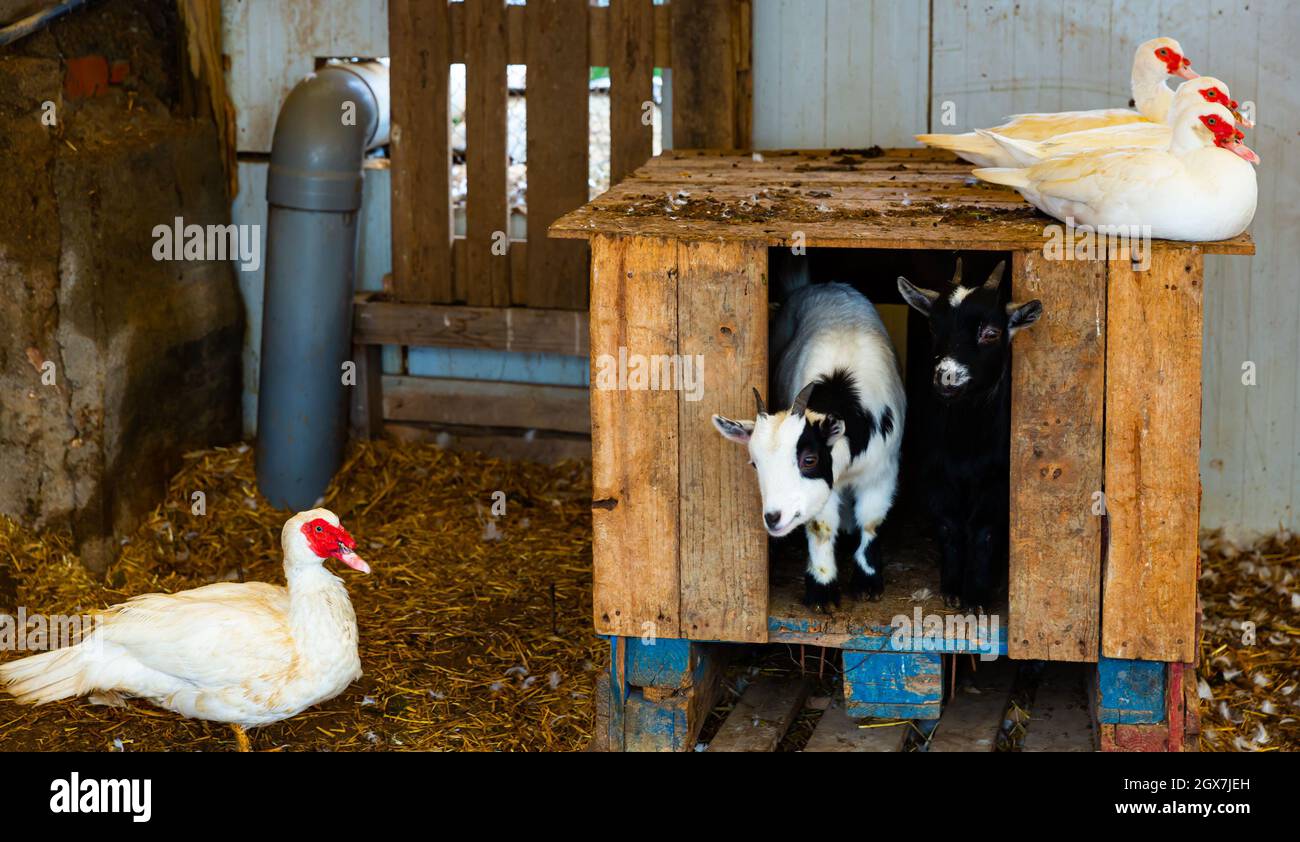 Ducks and goats in backyard of farm Stock Photo - Alamy