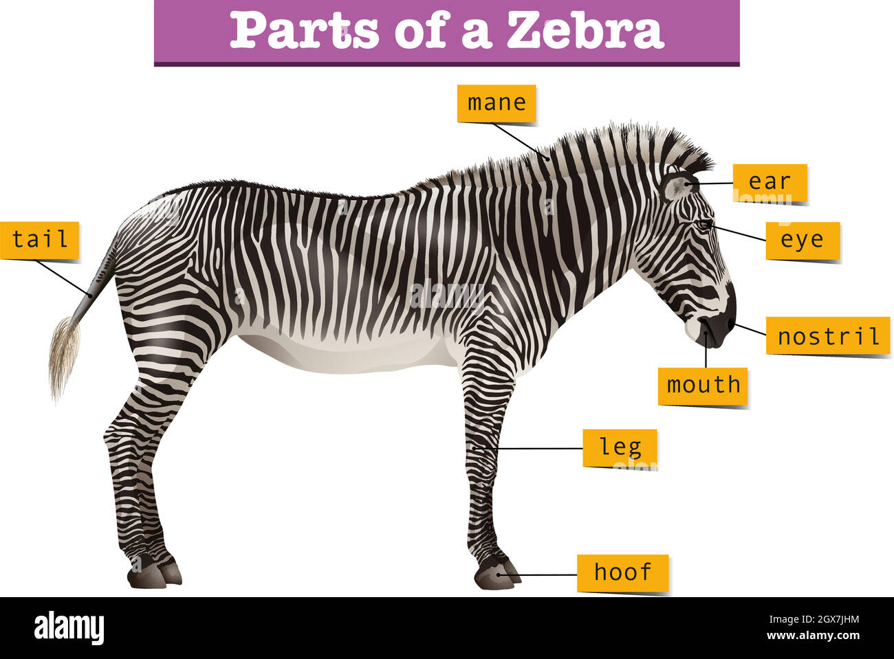 Diagram showing different parts of zebra Stock Vector Image & Art - Alamy