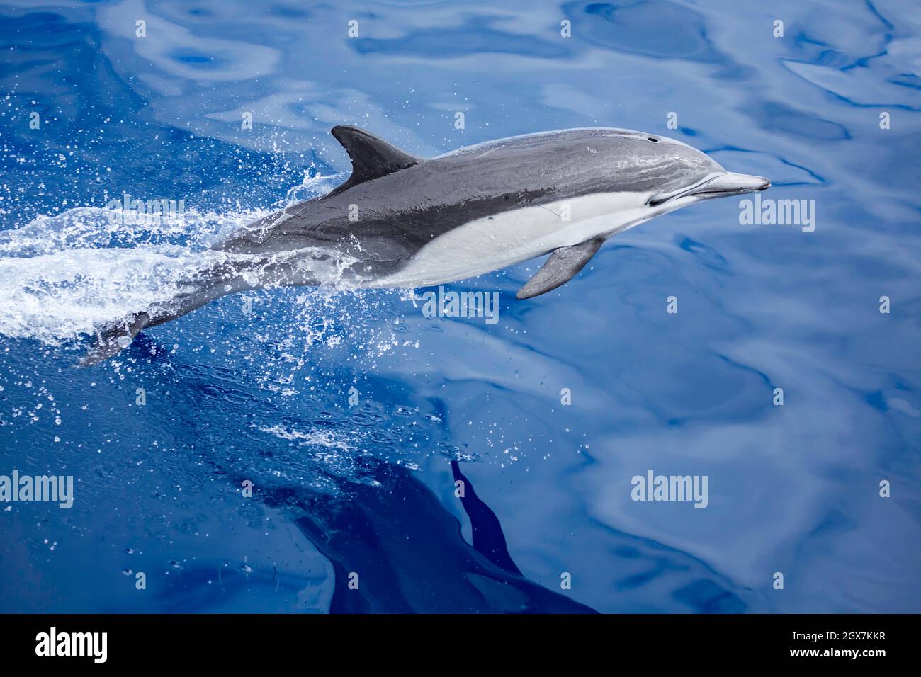 This common dolphin, Delphinus delphis, was one in a school of over ...