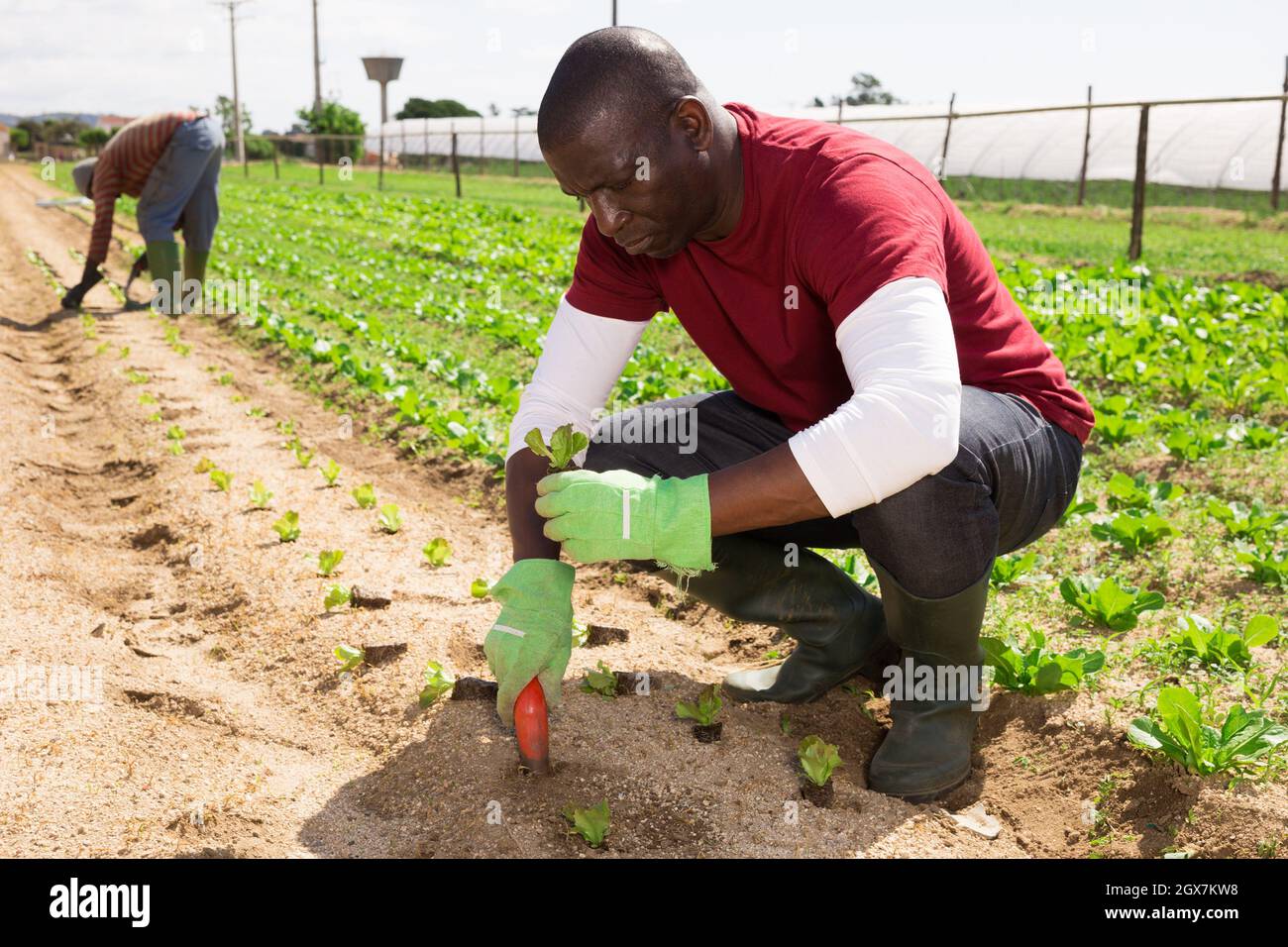 African american farm worker planting seedlings Stock Photo - Alamy