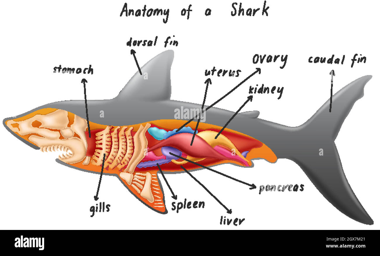 Anatomy Of A Shark Stock Vector Image And Art Alamy