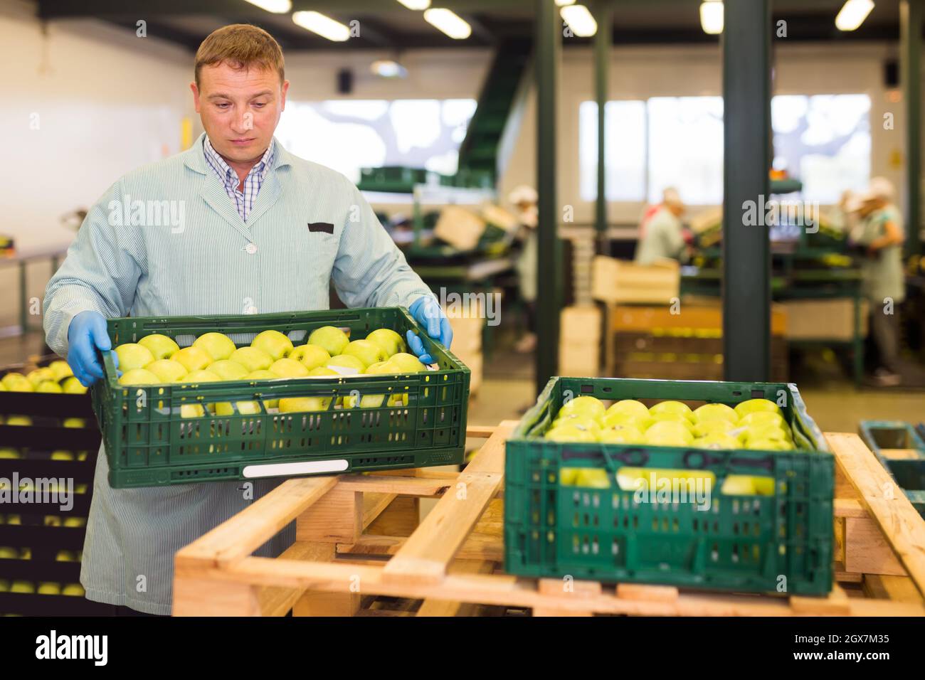 studious man working on fruit sorting line, carrying box with apples in ...