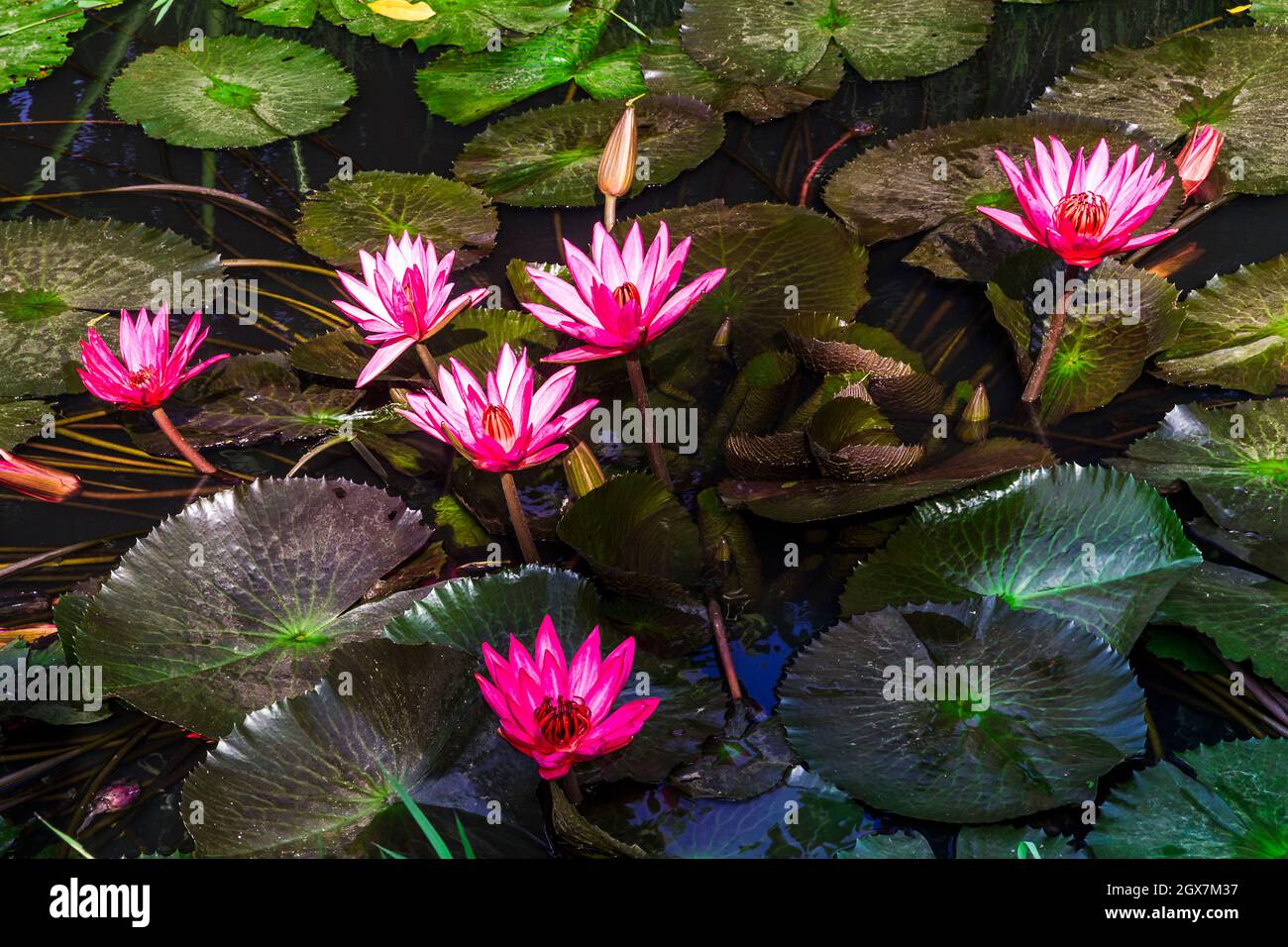 Floating plants hi-res stock photography and images - Alamy