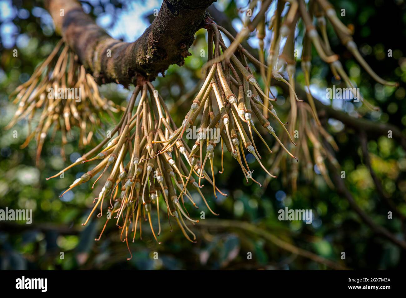 Durian Flower