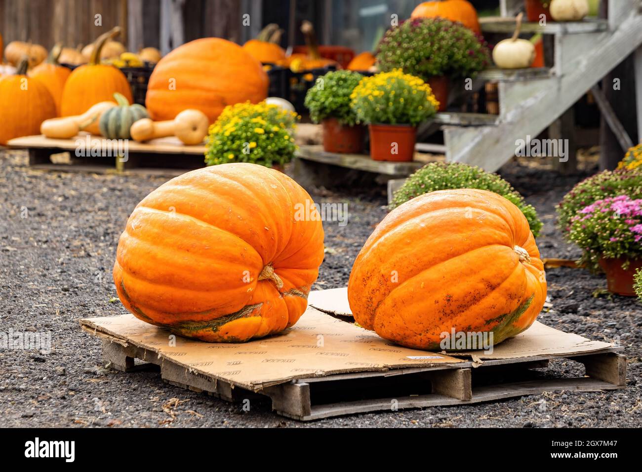 Pumpkins vegetables on display for sale at farmers market outdoors ...
