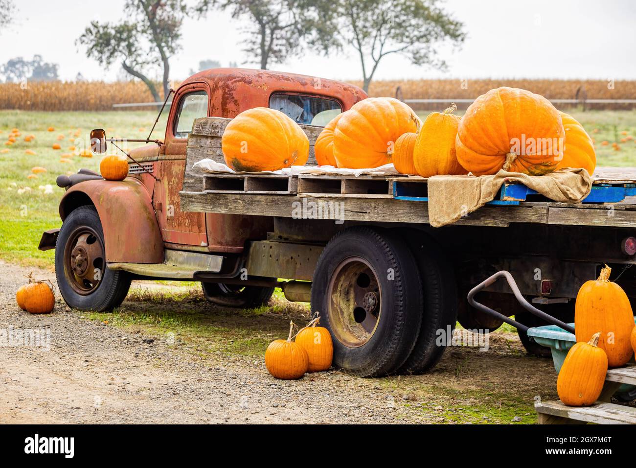 Pumpkin farm old pickup truck hi-res stock photography and images - Alamy