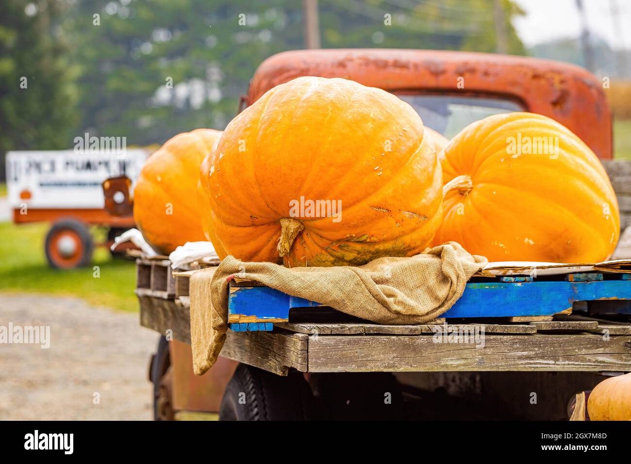 Pumpkin farm old pickup truck hi-res stock photography and images - Alamy
