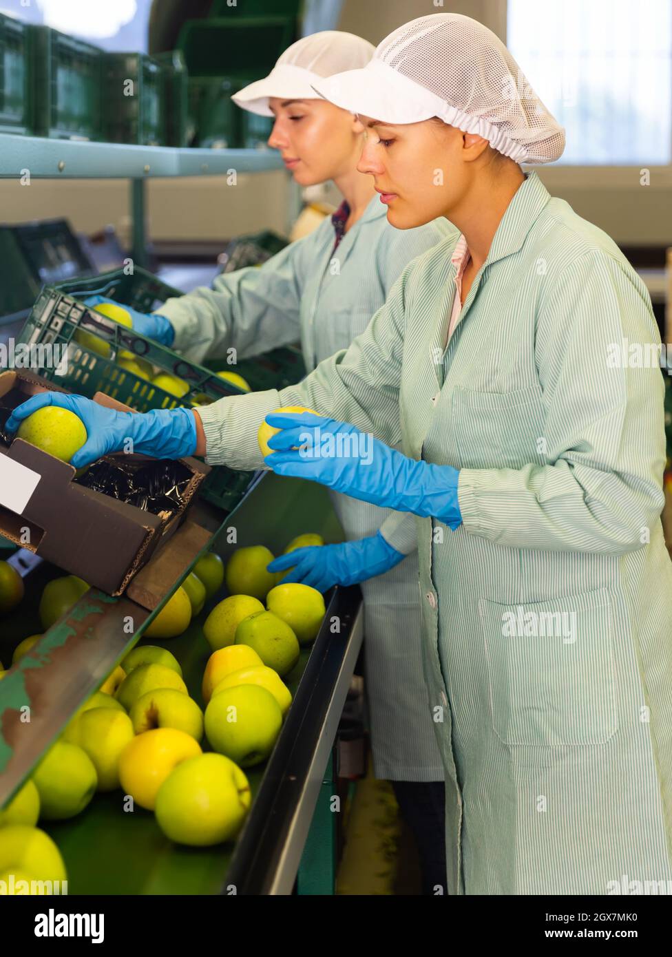 studious female employees in uniform sorting fresh apples on producing grading line Stock Photo ...