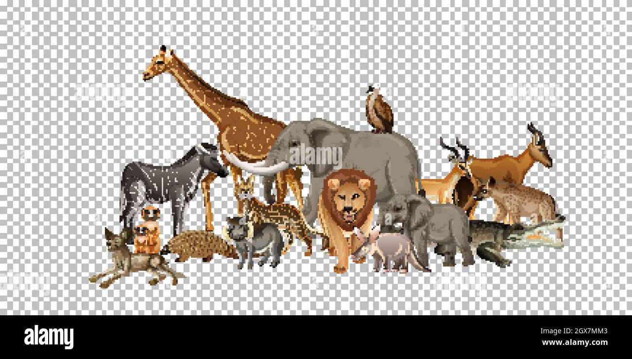 Group of wild african animal on transparent background Stock Vector ...