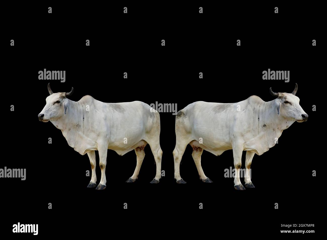 Cow black white isolated hi-res stock photography and images - Alamy