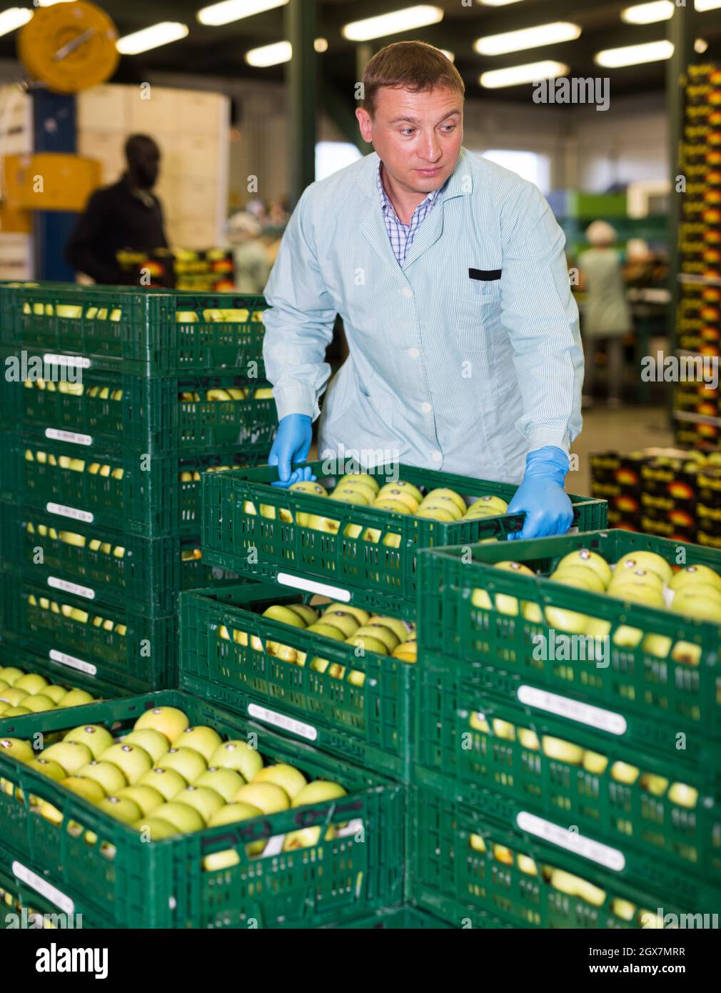 Man stacking boxes with selected apples Stock Photo - Alamy