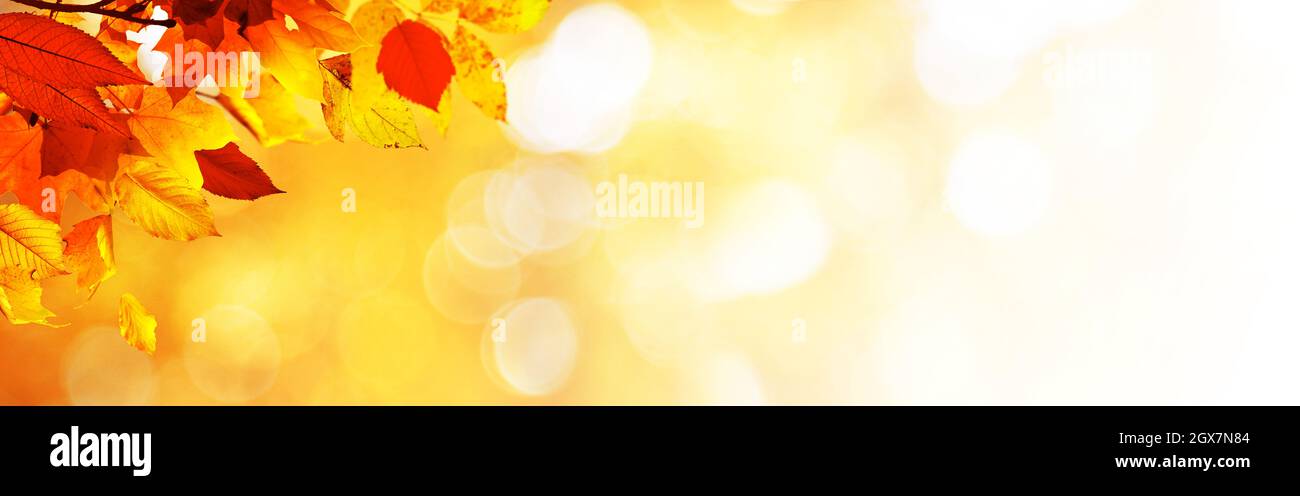 Beautiful autumn background with yellow and red leaves Stock Photo - Alamy