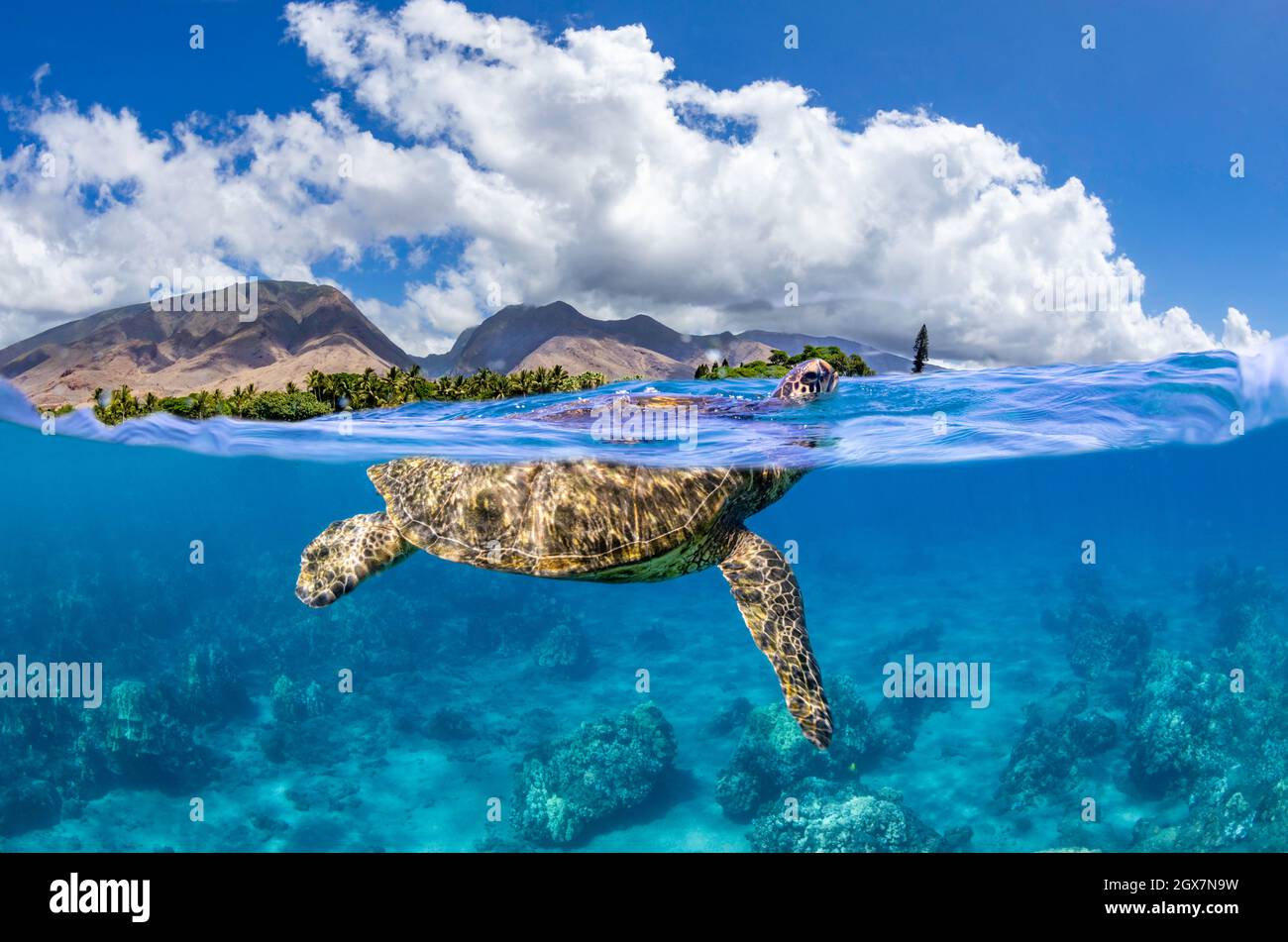 A split view of a green sea turtle, Chelonia mydas, an endangered ...