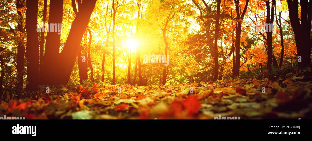 Beautiful autumn background with yellow and red leaves Stock Photo - Alamy