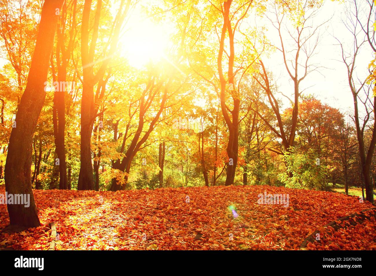 Beautiful autumn background with yellow and red leaves Stock Photo - Alamy