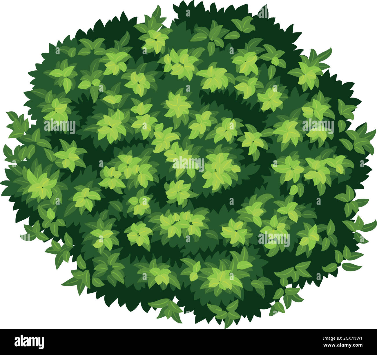 Pyrus calleryana tree Stock Vector Images - Alamy