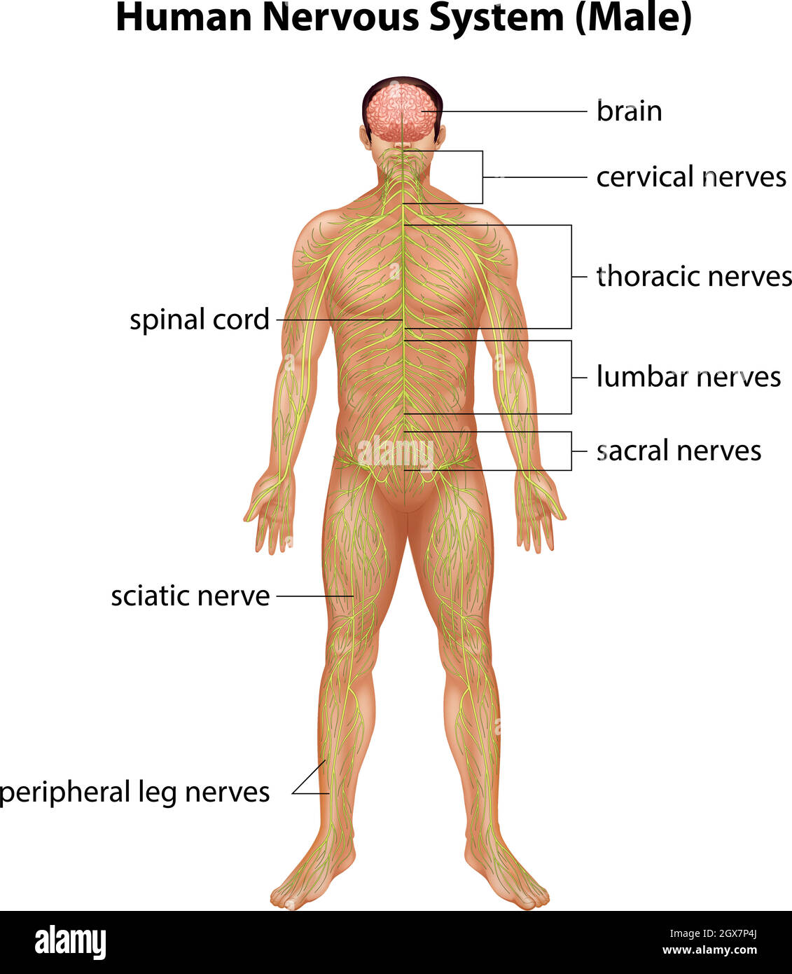 Human nervous system Stock Vector Image & Art - Alamy