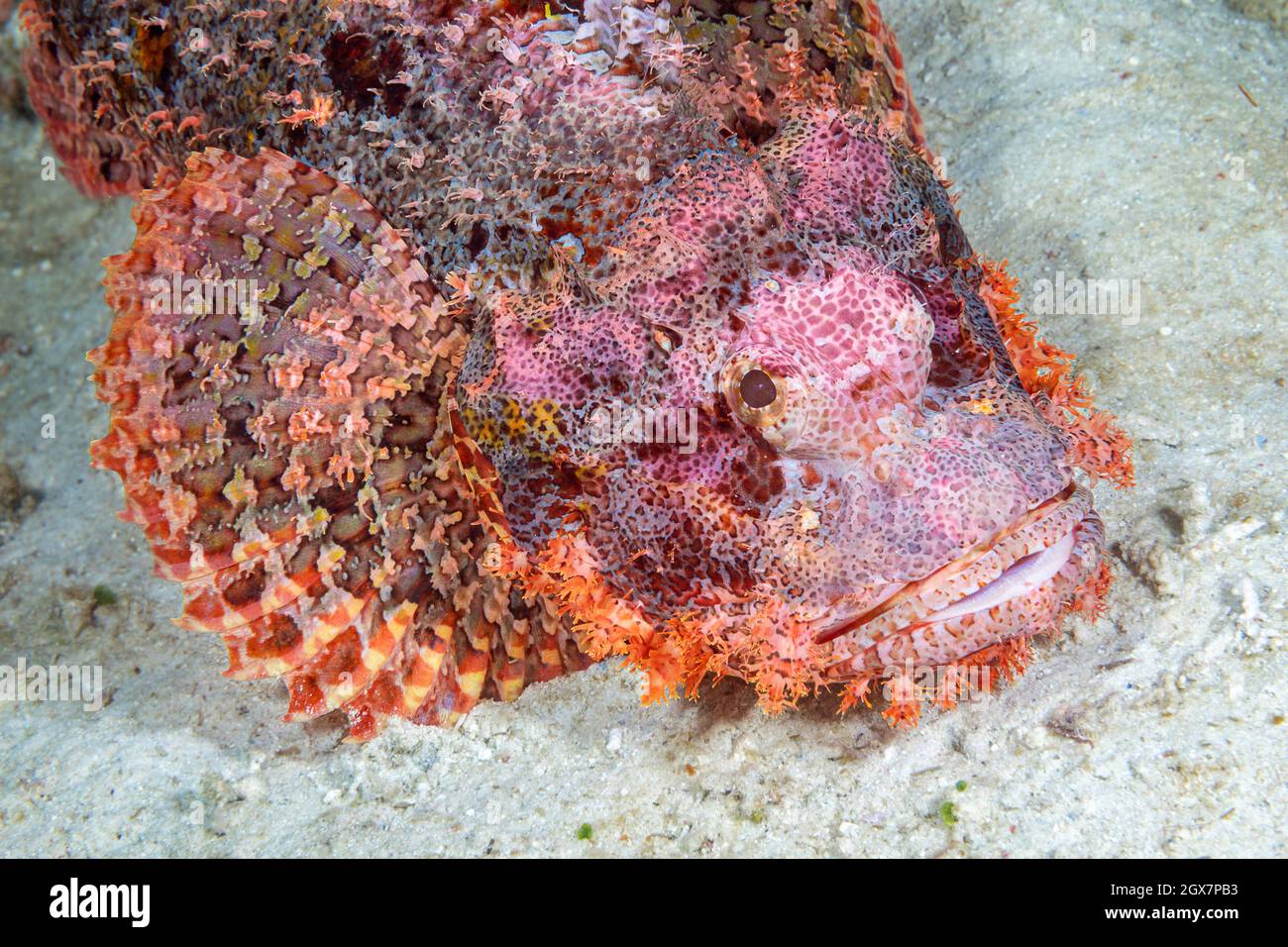 Confident of its ability to camouflage this common scorpionfish ...