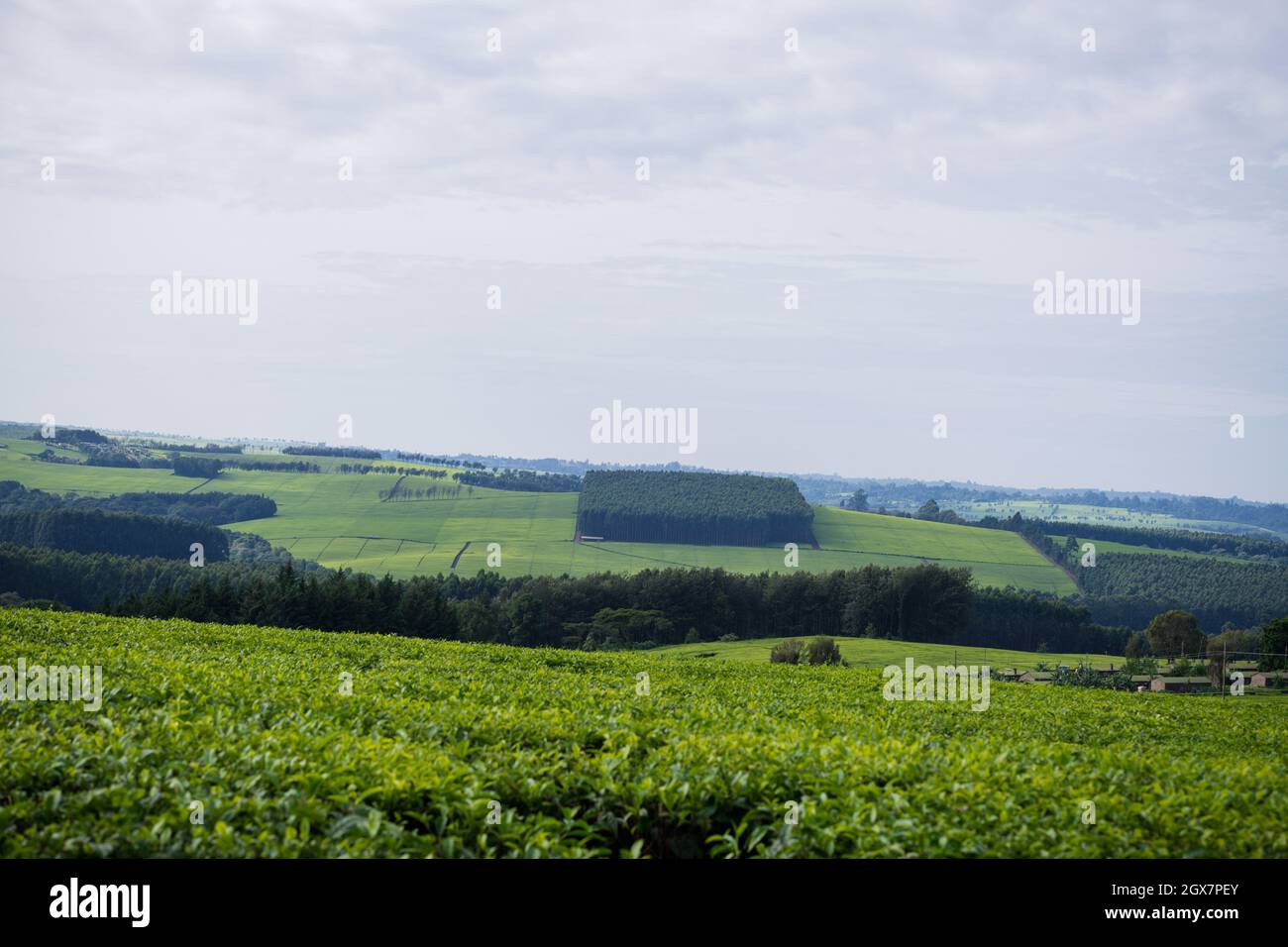 Tea Leaves Farm Estate Plantations In Kericho County Kenya High ...