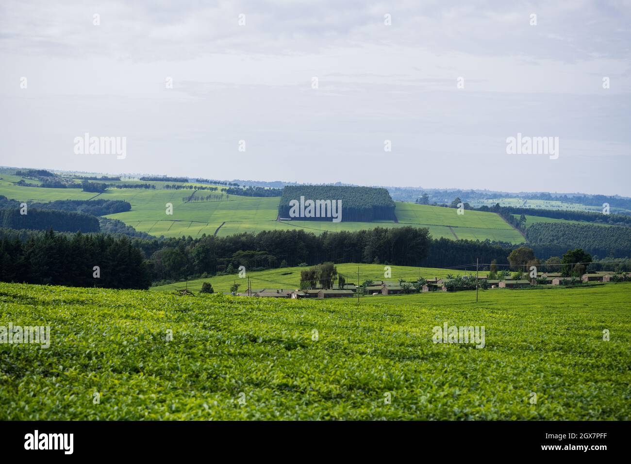 Tea Leaves Farm Estate Plantations In Kericho County Kenya High ...