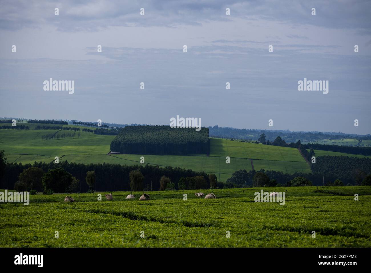Tea Leaves Farm Estate Plantations In Kericho County Kenya High ...