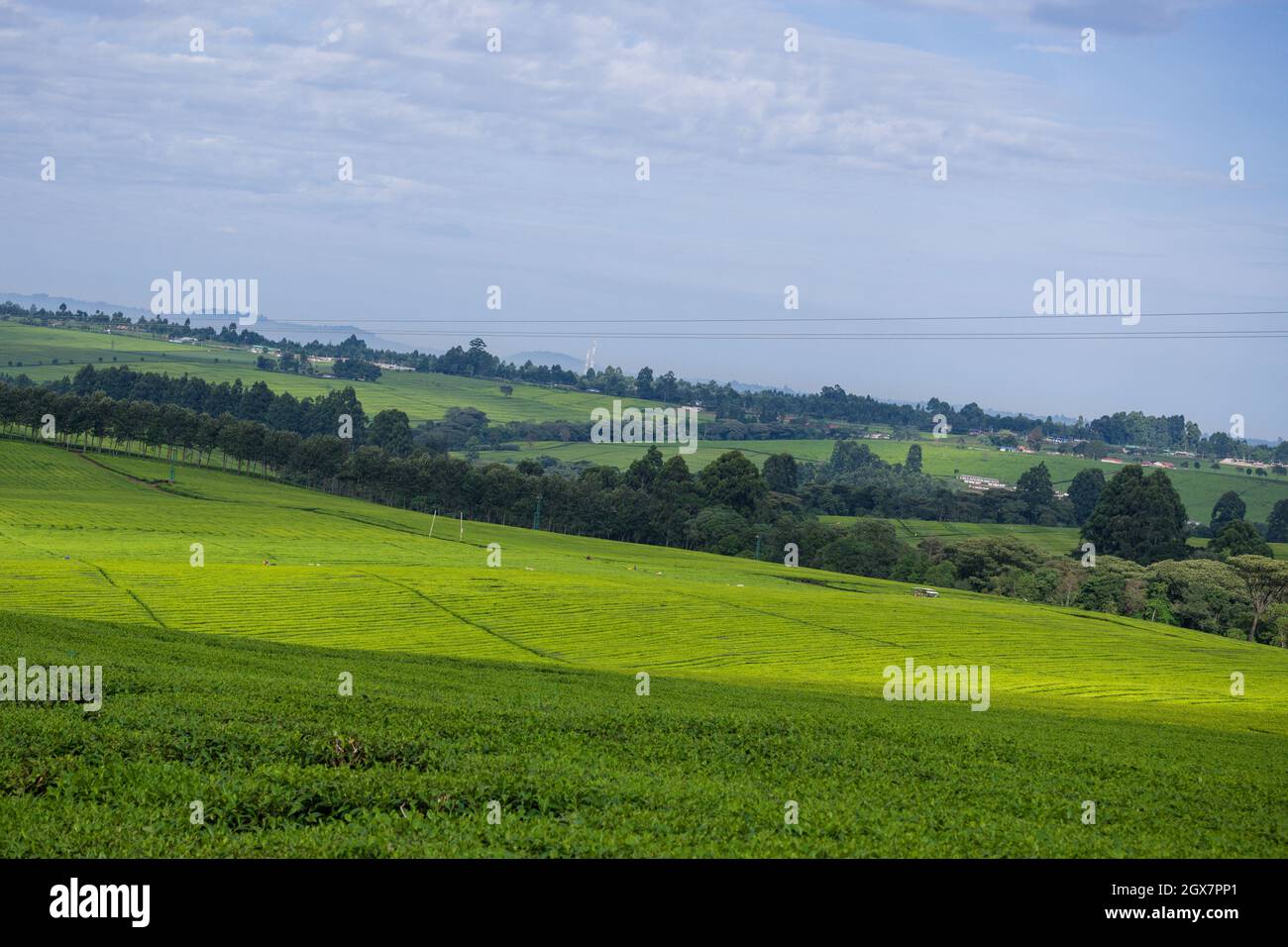 Tea Leaves Farm Estate Plantations In Kericho County Kenya High ...